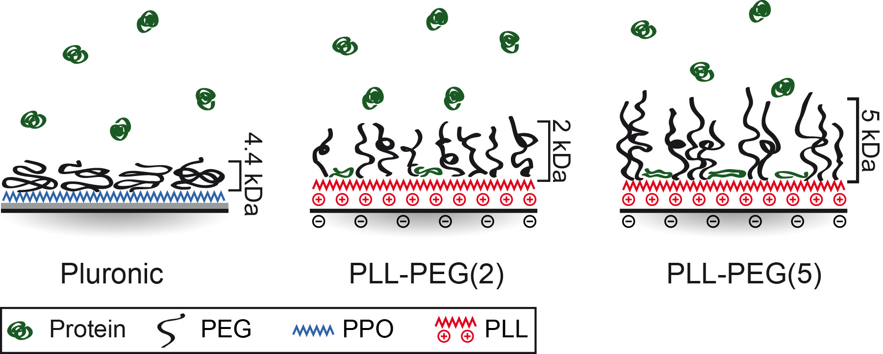 Polyethylene glycol polymer layers – studies from tethered lipid ...